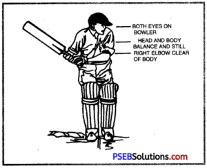 PSEB 12th Class Physical Education Practical Cricket – PSEB Solutions