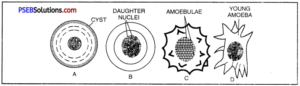 PSEB 10th Class Science Important Questions Chapter 8 How do Organisms ...